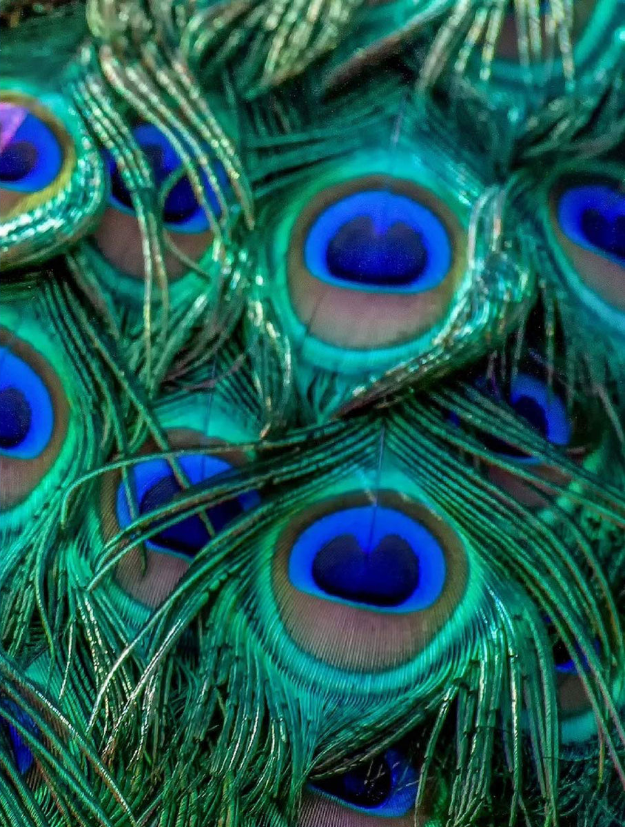 Pixie Powder - Peacock Feather – Pixie Dust Paint Company